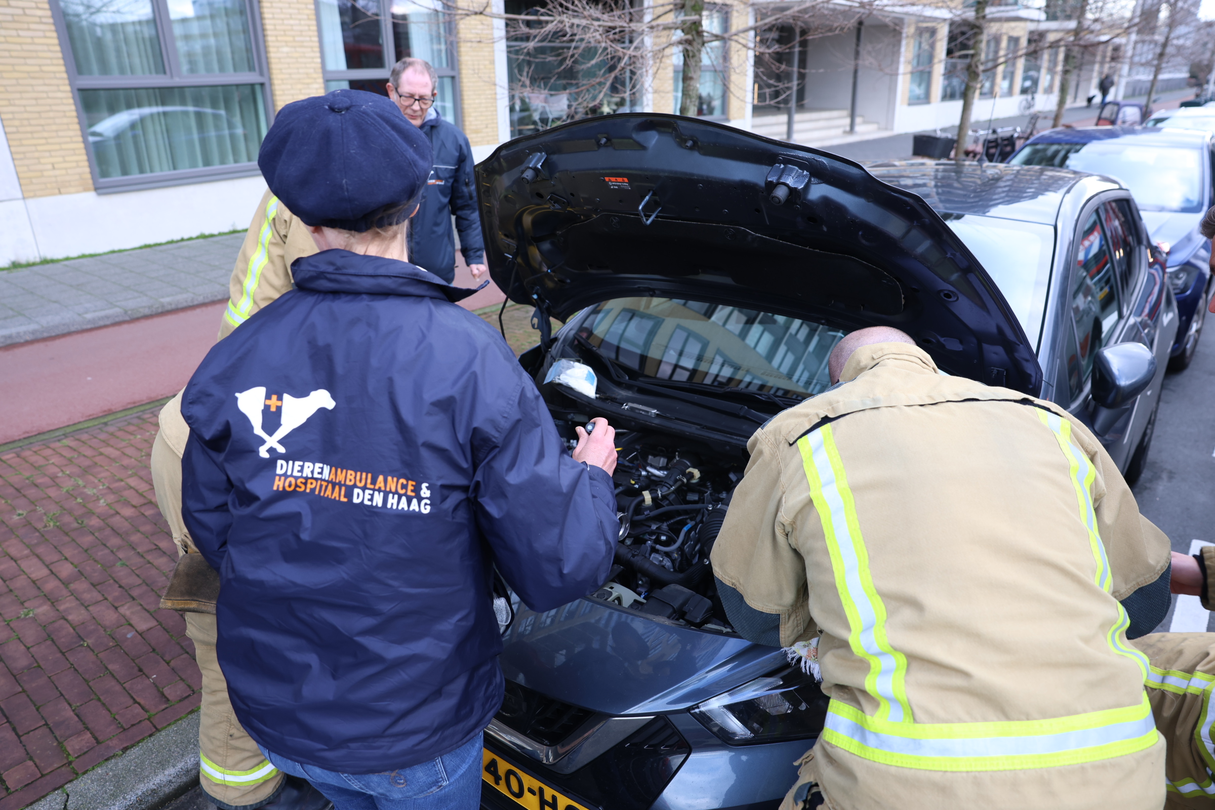 Bizar: kat vast onder motorkap auto – Dossier Mastenbroek